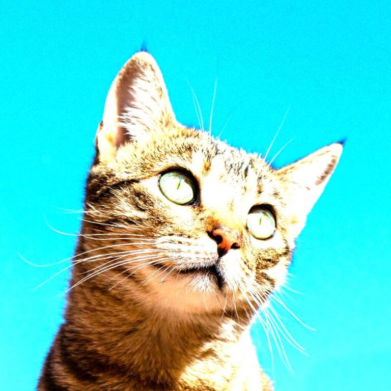 Diving into Python's Numpy Random Poisson - Python Pool